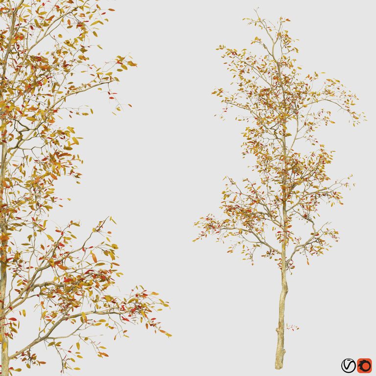 Four Seasons Trees 01 (112182) 3D model - Download 3D model Four ...