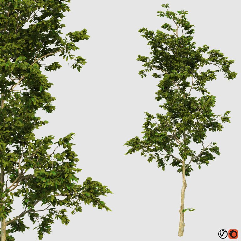 Four Seasons Trees 01 (112182) 3D model - Download 3D model Four ...