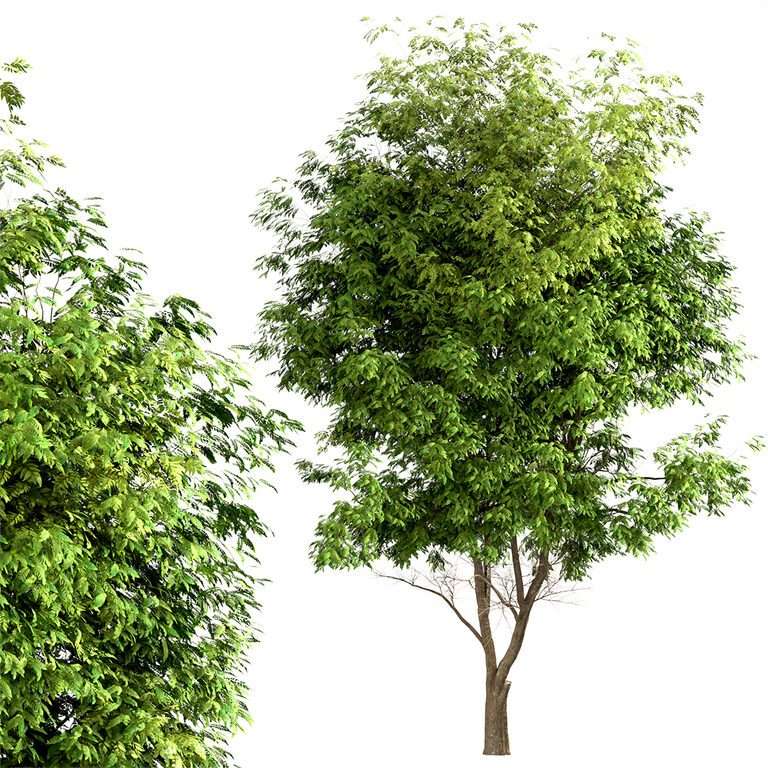Set of Ash Trees (Fraxinus) (3 Trees) (113973) 3D model - Download 3D ...