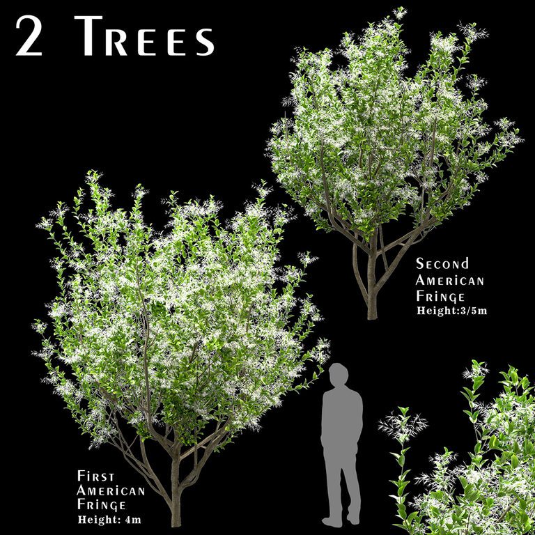 Set of American Fringe Trees (Chionanthus virginicus) (2 Trees) (112929 ...
