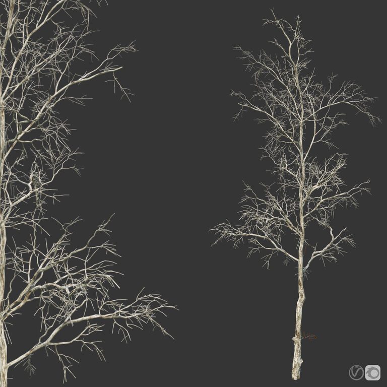 Four Seasons Trees 01 (112182) 3D model - Download 3D model Four ...