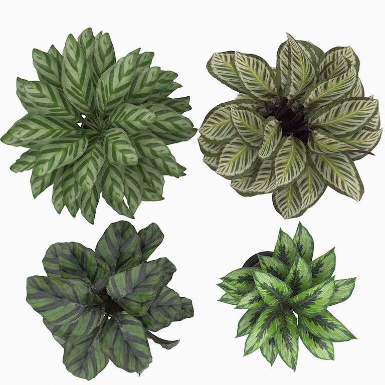 Calathea Collection 1 (114548) 3D model - Download 3D model Calathea ...