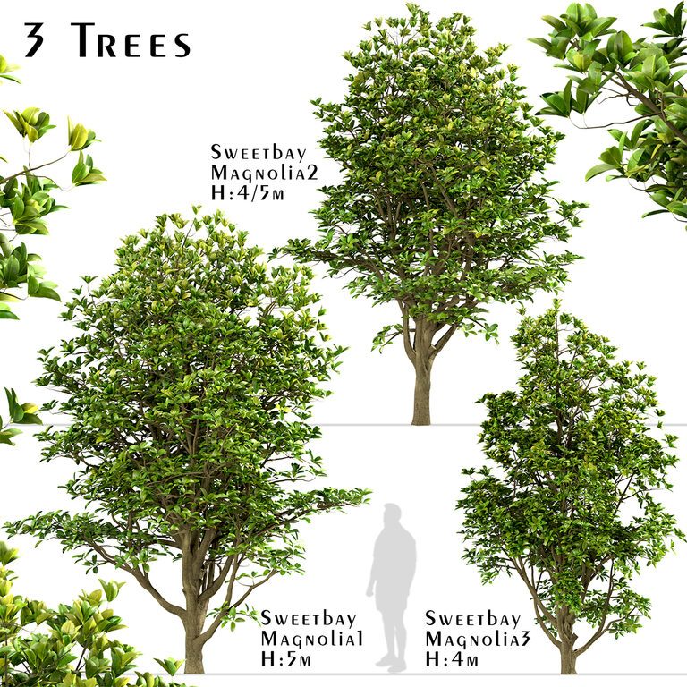 Set of Sweetbay Magnolia Trees (Magnolia Virginiana) (3 Trees) (114060 ...