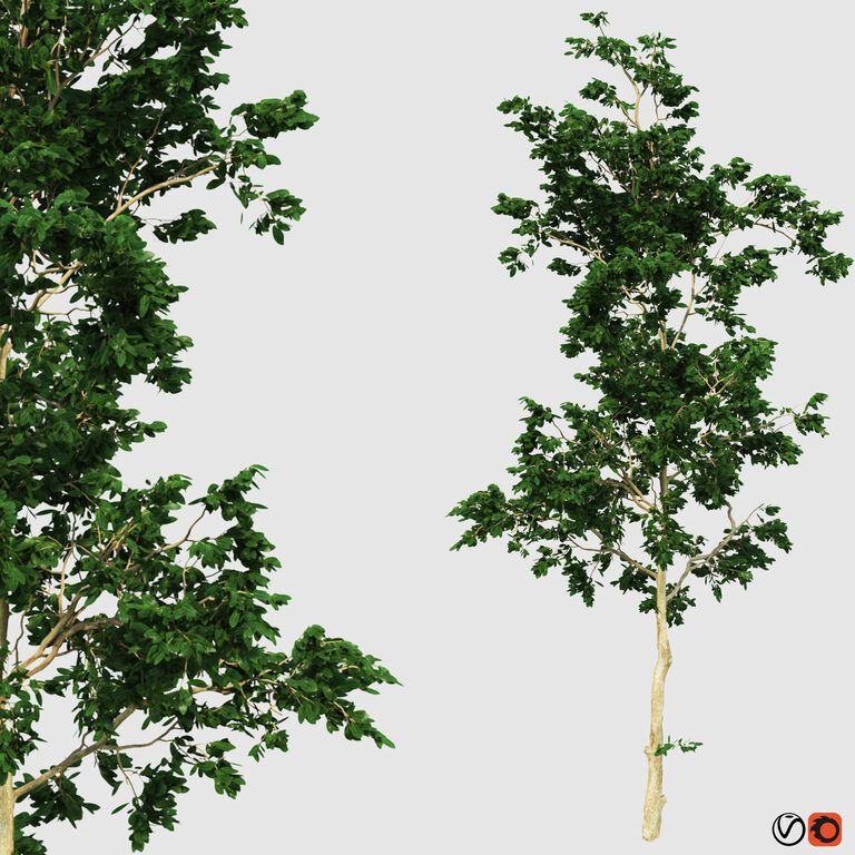 Four Seasons Trees 01 (112182) 3D model - Download 3D model Four ...