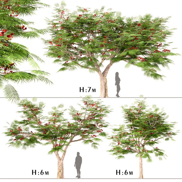 Set of Flamboyant Trees (Royal Poinciana) (3 Trees) (113396) 3D model ...