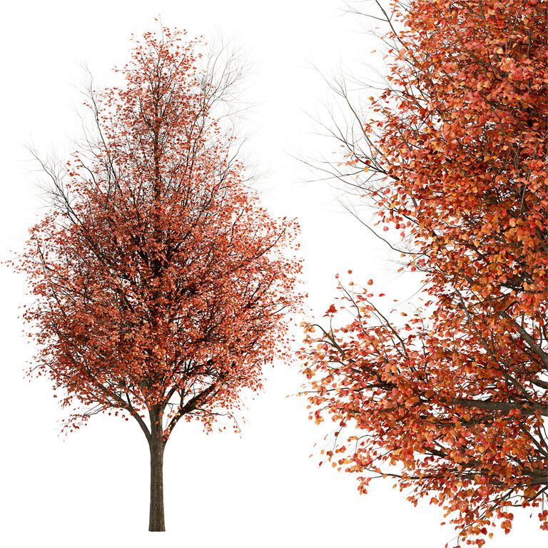 Set of Pyrus Calleryana Trees (Callery Pear) (2 Trees) (114790) 3D ...