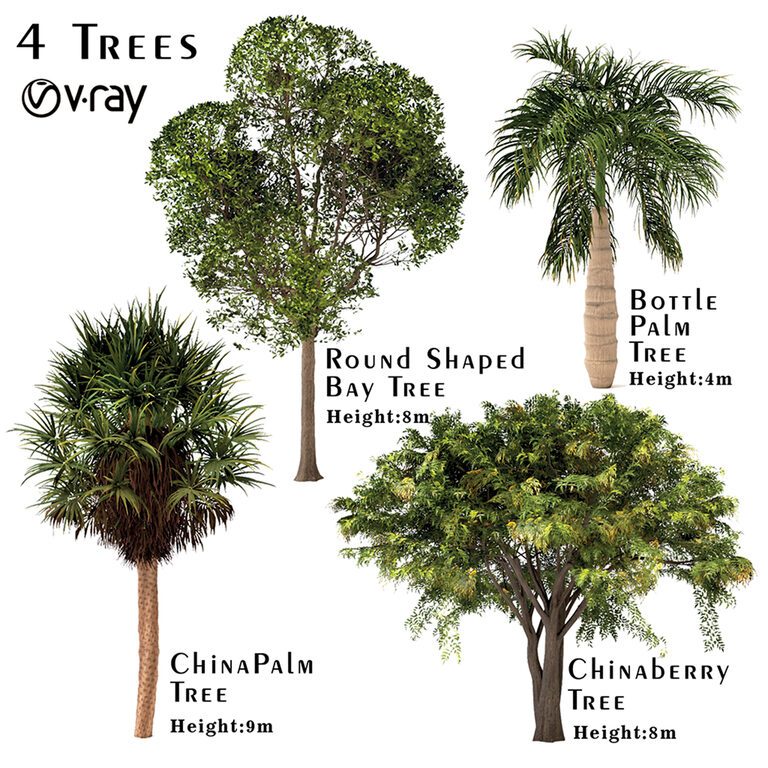 Palm Tree Growth Chart Palms Dimensions & Drawings | Dimensions.com