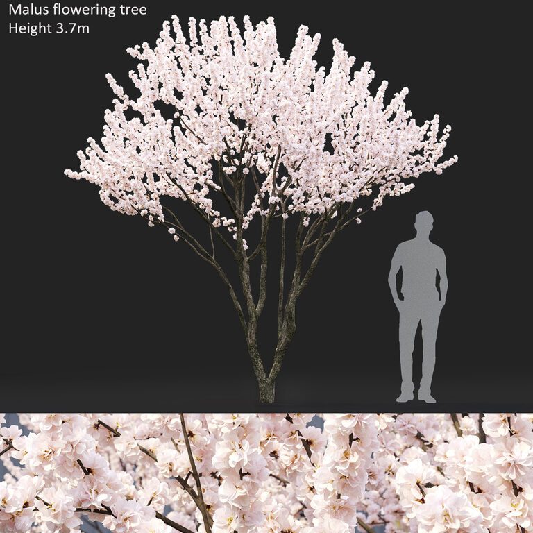 Malus flowering #3 Tree (111929) 3D model - Download 3D model Malus ...