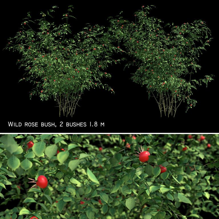 Two rosehip bushes (102676) 3D model - Download 3D model Two rosehip ...