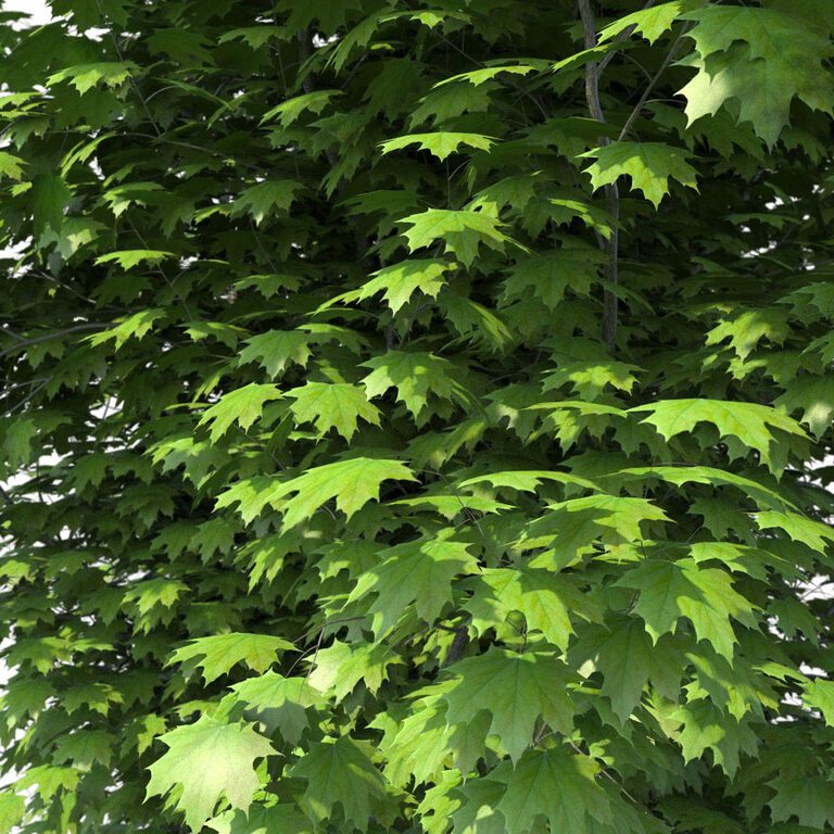Maple (Acer platanoides) 8 meters (102687) 3D model - Download 3D model ...