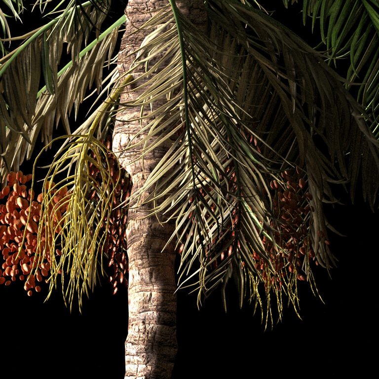Date Palm tree (108031) 3D model - Download 3D model Date Palm tree ...