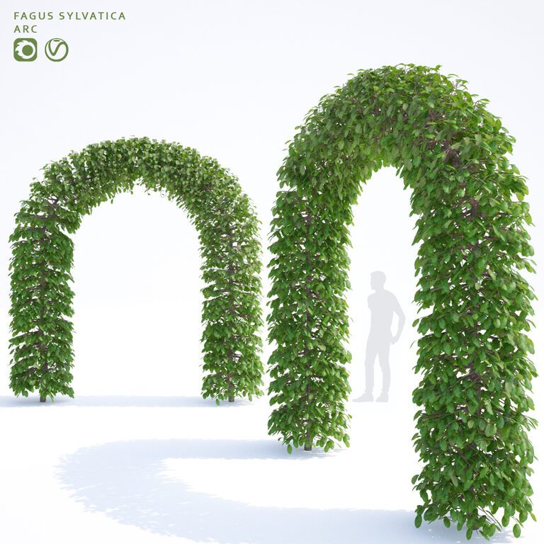 European beech arch | Fagus sylvatica arc (109159) 3D model - Download ...