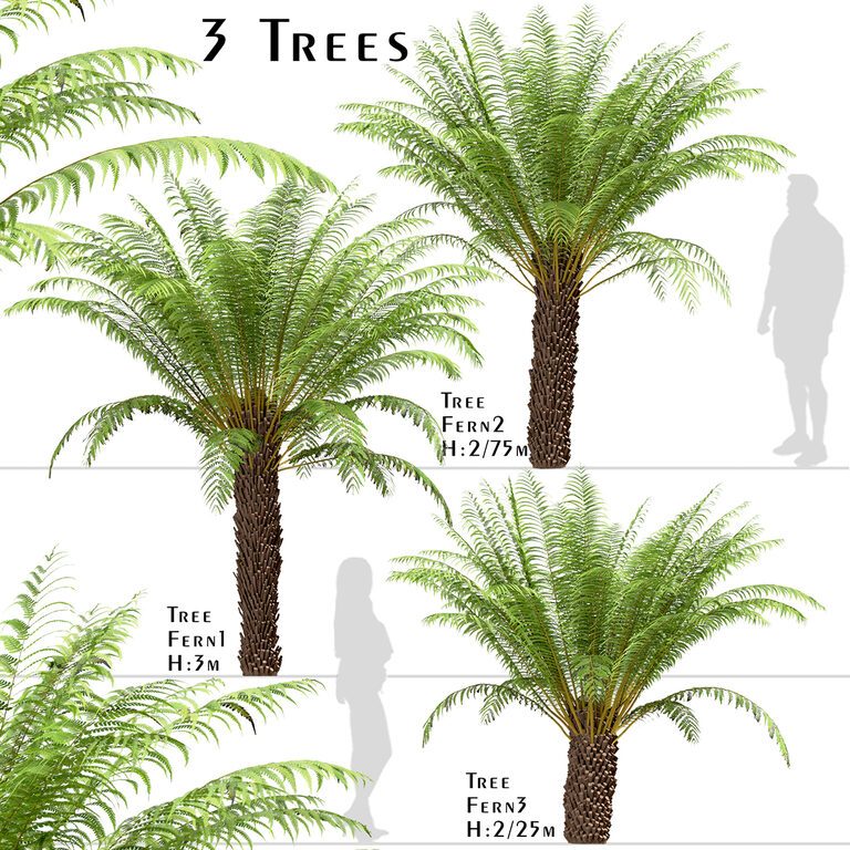 Set of Tree Fern Trees (Dicksonia antarctica) (3 Trees) (119276) 3D ...