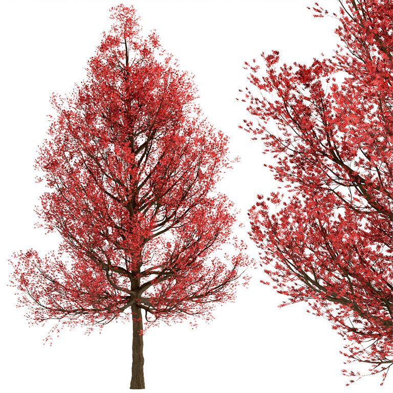 Set of Red Oak Trees (Quercus rubra) (2 Trees) (119647) 3D model ...