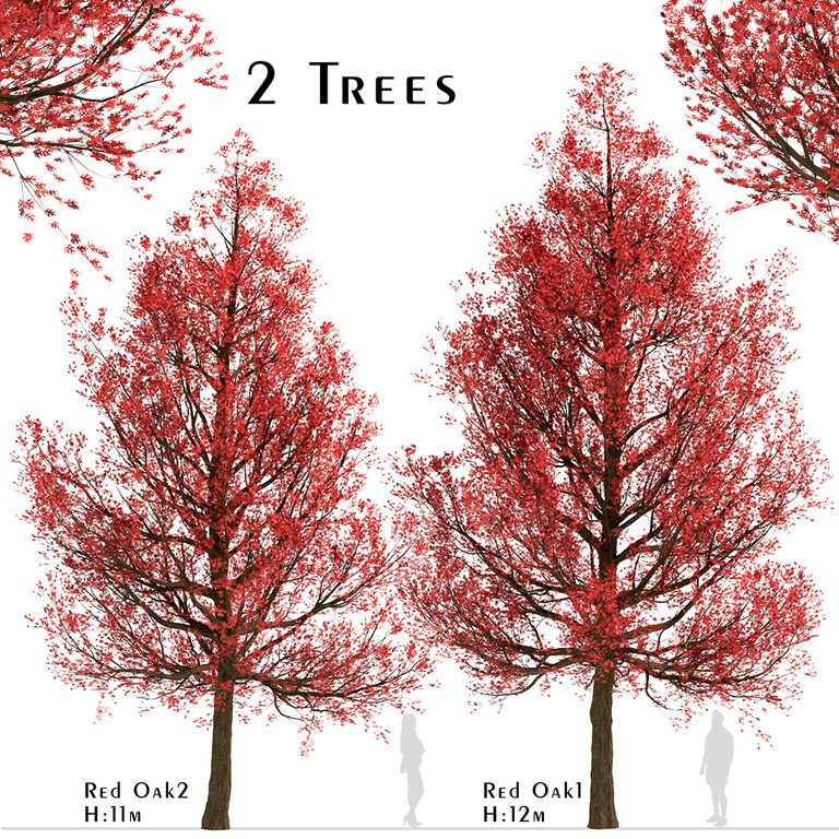 Set of Red Oak Trees (Quercus rubra) (2 Trees) (119647) 3D model ...