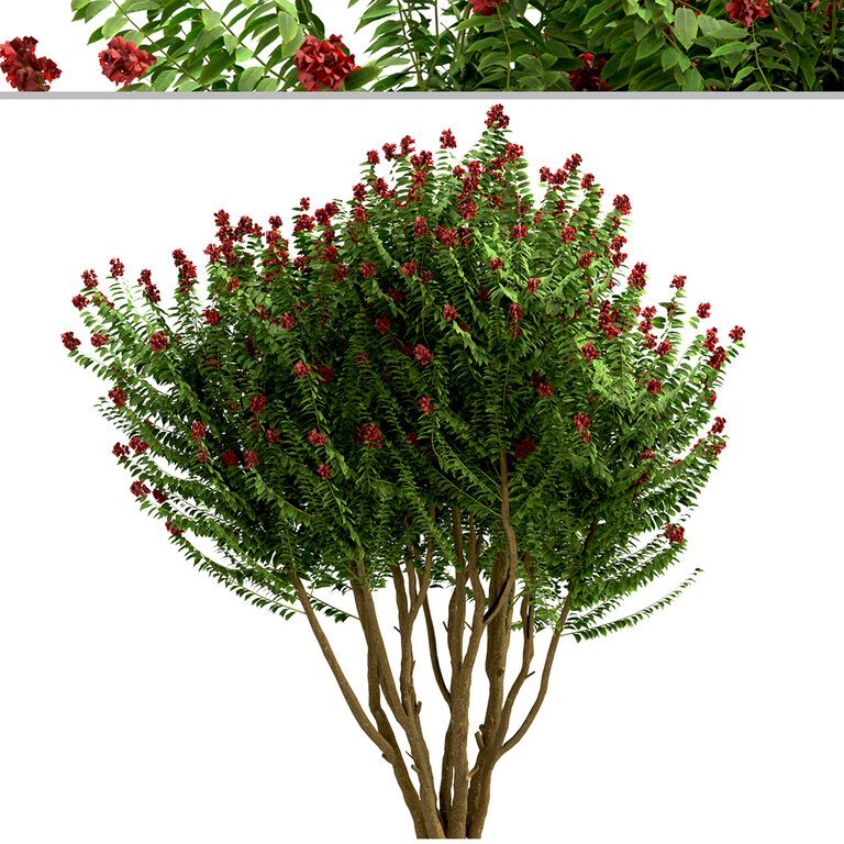 Set of Dynamite Crepe Myrtle Trees (Lagerstroemia) (3 Trees) (119665 ...
