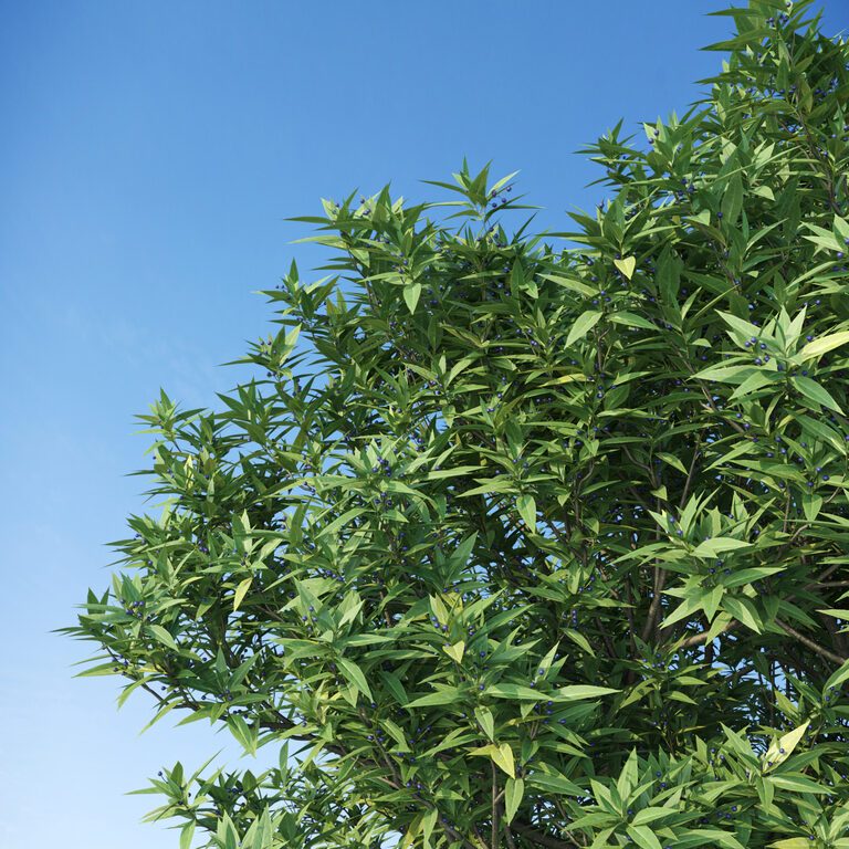 Tree Elaeocarpus Decipiens No 1 (119705) 3D model - Download 3D model ...
