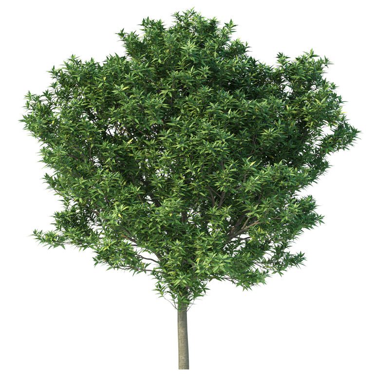 Tree Elaeocarpus Decipiens No 1 (119705) 3D model - Download 3D model ...