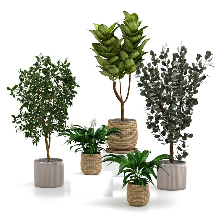 Houseplants Set (119768) 3D model - Download 3D model Houseplants Set ...