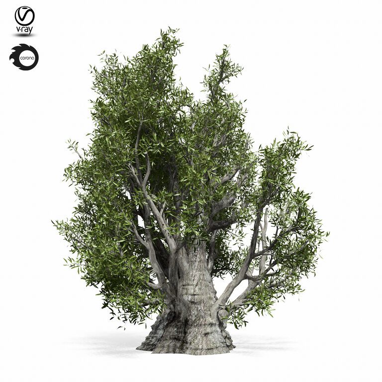 Olive Tree 330 (119897) 3D model - Download 3D model Olive Tree 330 ...