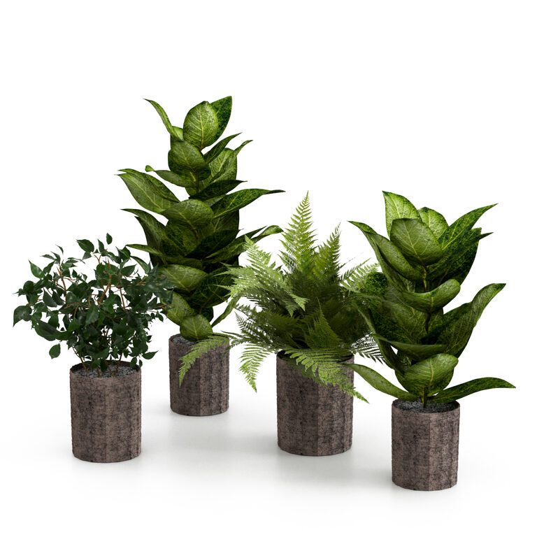 Houseplants set (126347) 3D model - Download 3D model Houseplants set ...