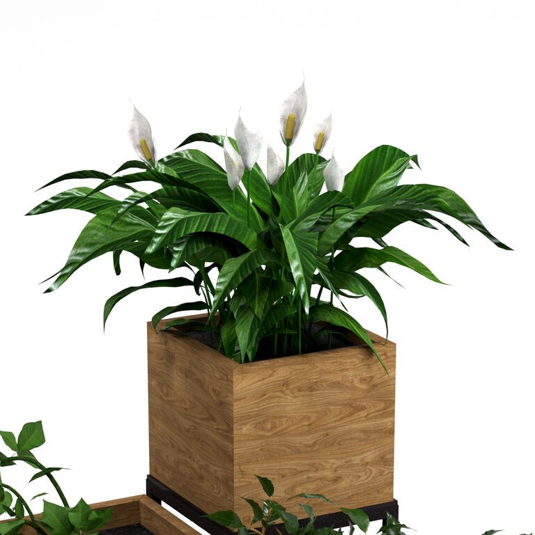 Houseplants set (126350) 3D model - Download 3D model Houseplants set ...