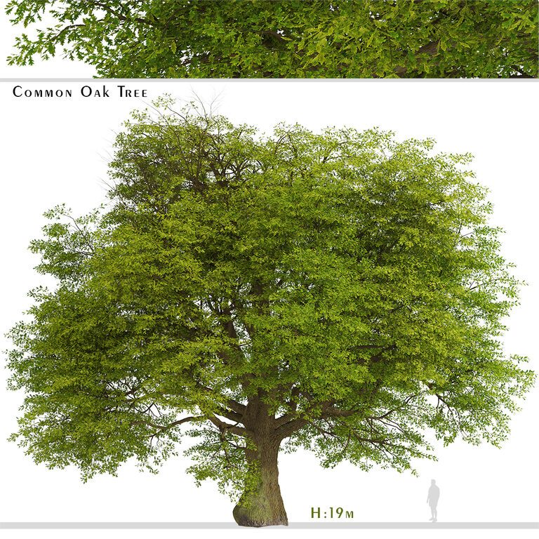 Common Oak Tree (Quercus robur) (1 Tree) (127013) 3D model - Download ...