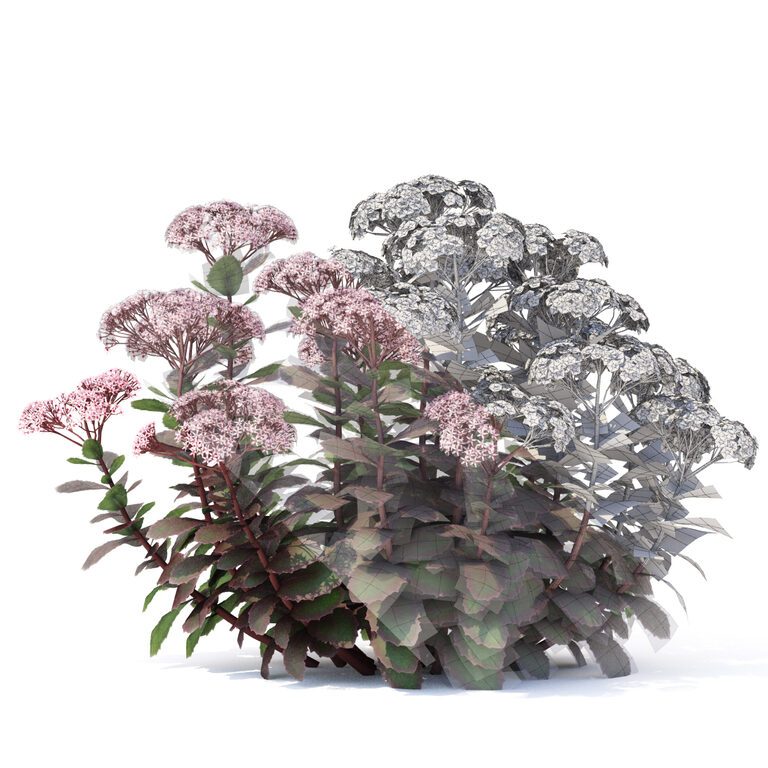 Sedum telephium matrona flowers (127075) 3D model - Download 3D model ...