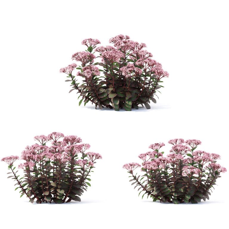 Sedum telephium matrona flowers (127075) 3D model - Download 3D model ...