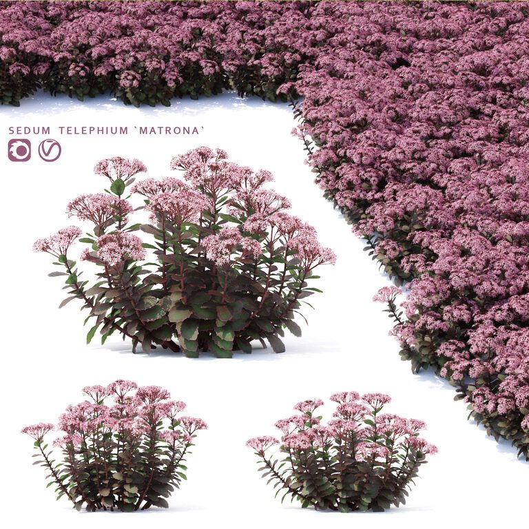 Sedum telephium matrona flowers (127075) 3D model - Download 3D model ...