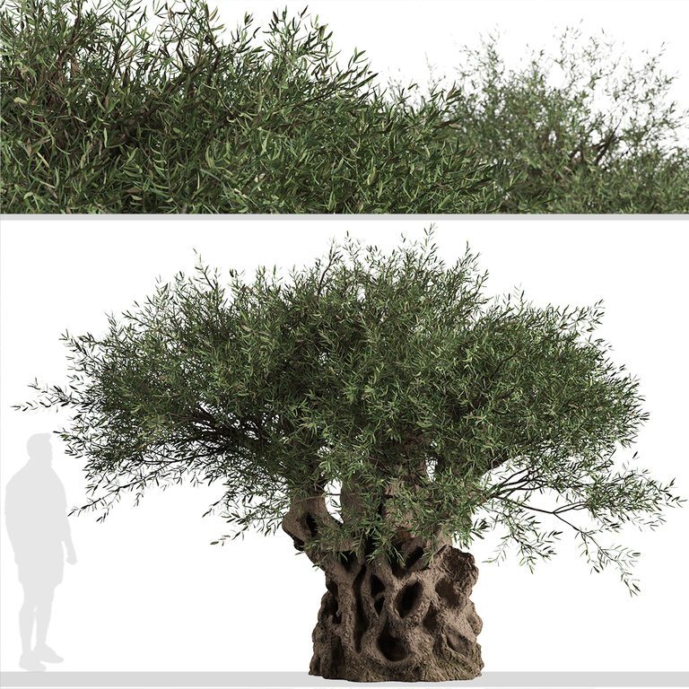(Olea europaea) (2 Trees) Olive Trees Set (128865) 3D model - Download ...