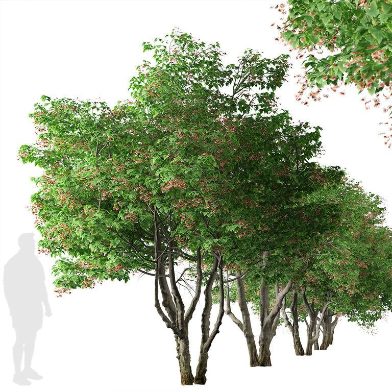 Set of Acer tataricum Trees (Tatarian maple) (3 Trees) (131116) 3D ...