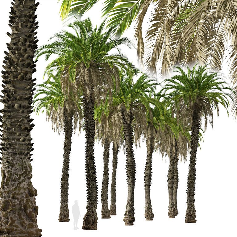 Set of Canary Island date palm Trees (Phoenix canariensis) (2 Trees ...