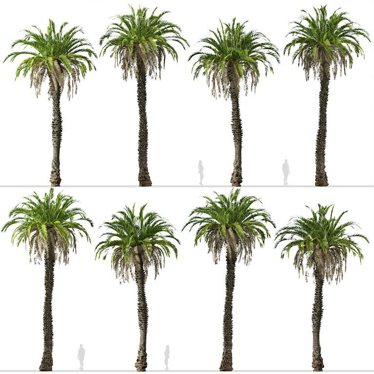 Set of Canary Island date palm Trees (Phoenix canariensis) (2 Trees ...