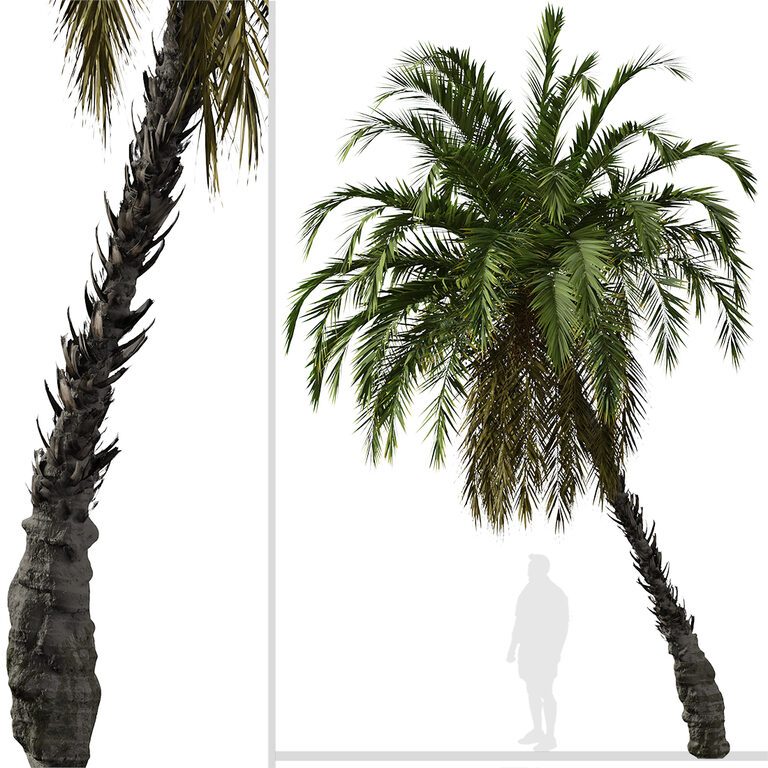 Set of Phoenix reclinata Trees (Senegal date palm) (2 Trees) (134341 ...
