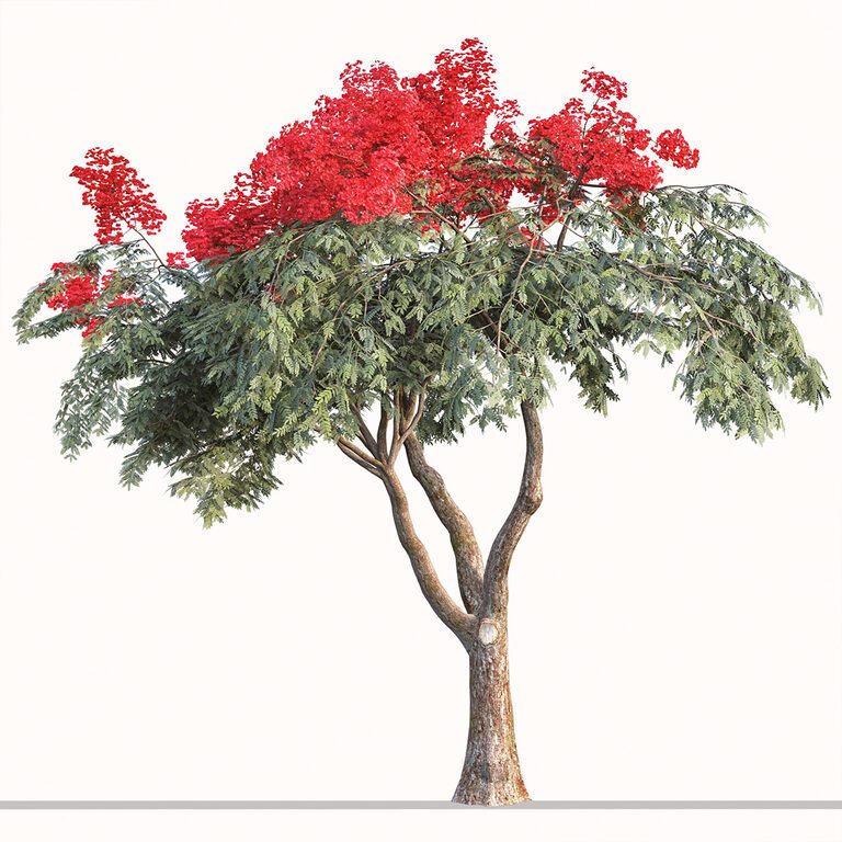 Set of Flamboyant Tree (Royal poinciana) (2 Trees) (134551) 3D model ...
