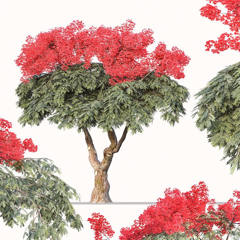 Set of Flamboyant Tree (Royal poinciana) (2 Trees) (134551) 3D model ...