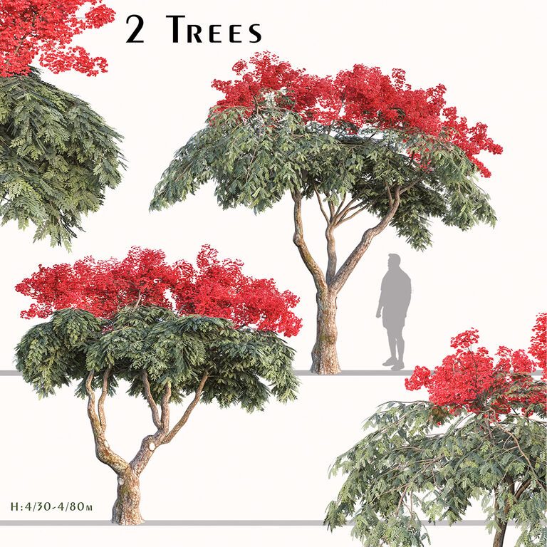 Set of Flamboyant Tree (Royal poinciana) (2 Trees) (134551) 3D model ...
