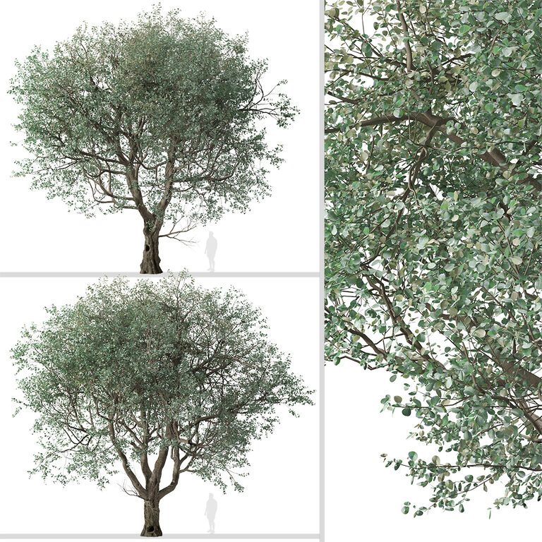 Set of Eucalyptus polyanthemos Tree (Red box) (2 Trees) (134572) 3D ...