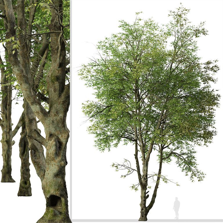 Set of Chinese ash Tree (Fraxinus chinensis) (2 Trees) (134777) 3D ...