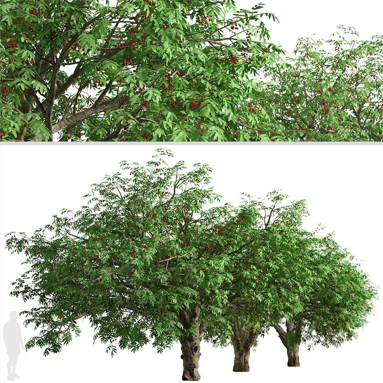 Set of Rowan Tree (Mountain Ash) (2 Trees) (135163) 3D model - Download ...
