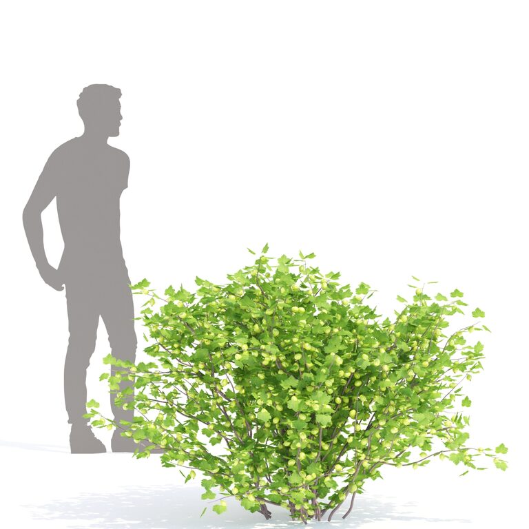 Gooseberry bushes (136829) 3D model - Download 3D model Gooseberry ...