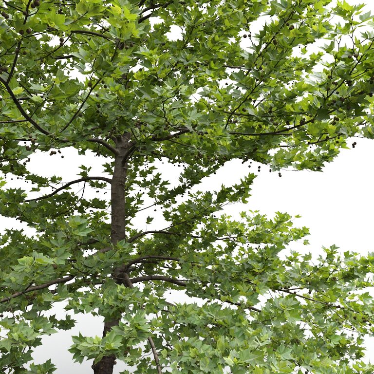 Sycamore tree 5 (138136) 3D model - Download 3D model Sycamore tree 5 ...