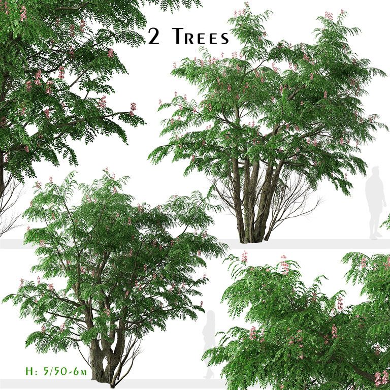 Set of Cassia javanica Tree (Pink shower) (2 Trees) (138643) 3D model ...