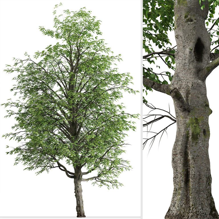 Set of White alder Tree (Alnus rhombifolia) (2 Trees) (138751) 3D model ...