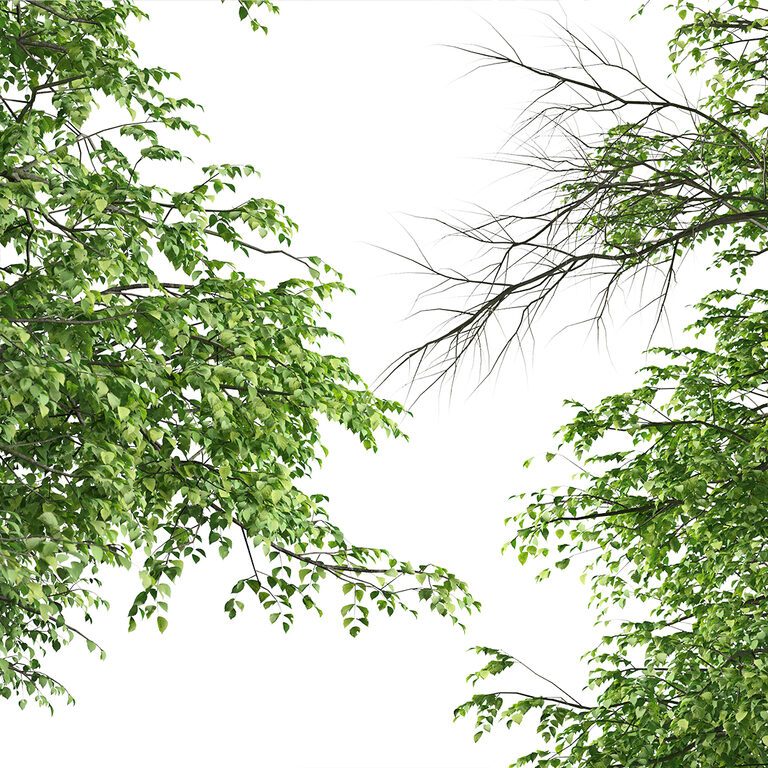 Set of White alder Tree (Alnus rhombifolia) (2 Trees) (138751) 3D model ...