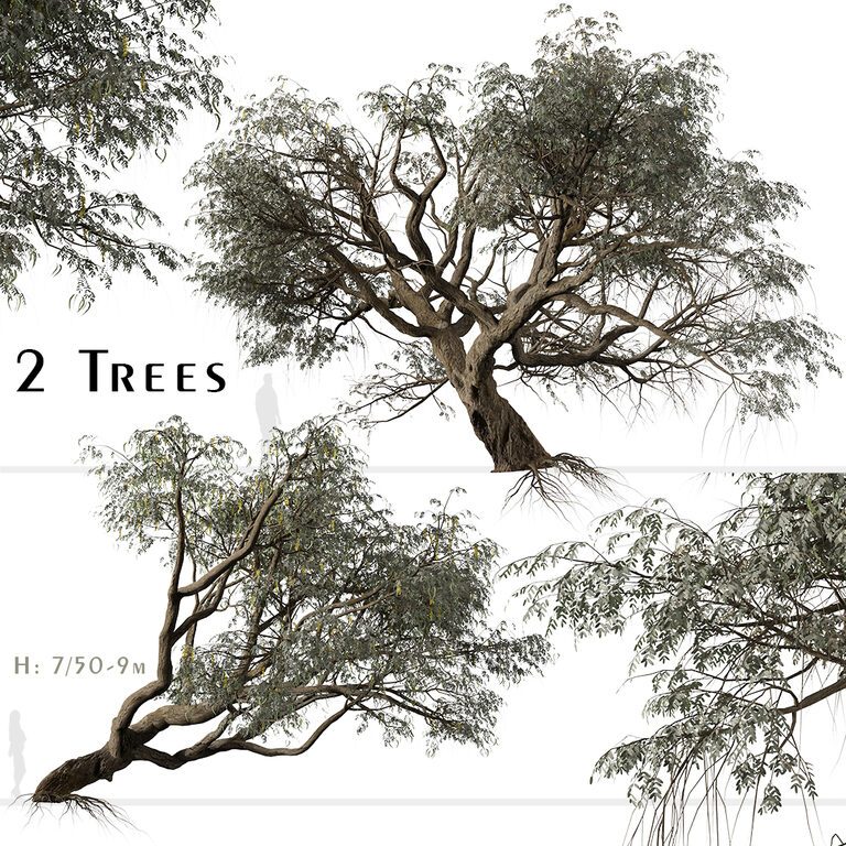 Set of Ghaf Tree (Jand) (2 Trees) (145343) 3D model - Download 3D model ...