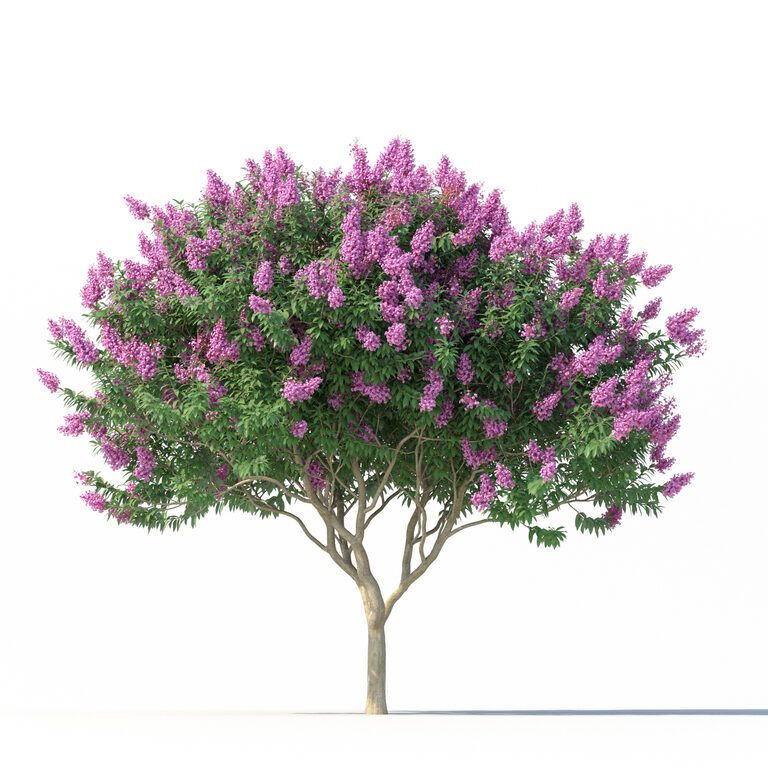 Crape myrtle with flowers tree No 2 (145768) 3D model - Download 3D ...