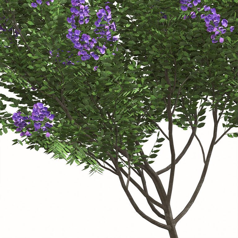 Set of Lagerstroemia indica Trees (Crepe myrtle) (3 Trees) (147780) 3D ...