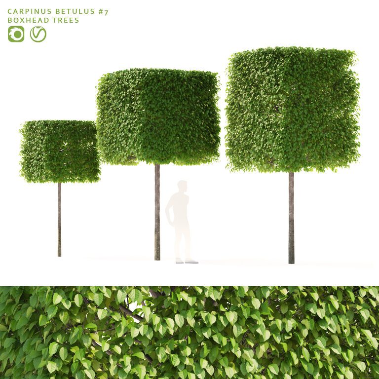 Carpinus betulus boxhead trees (155181) 3D model - Download 3D model ...